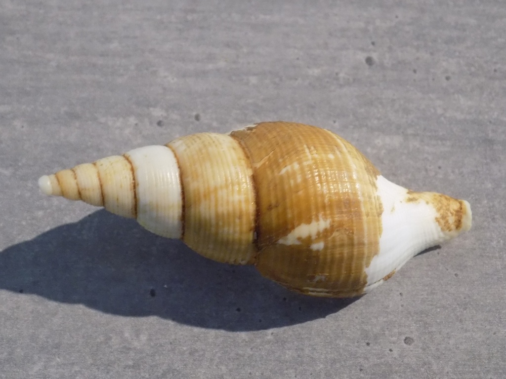 BUCCINIDAE COLUS GRACILIS | Nautilus 2